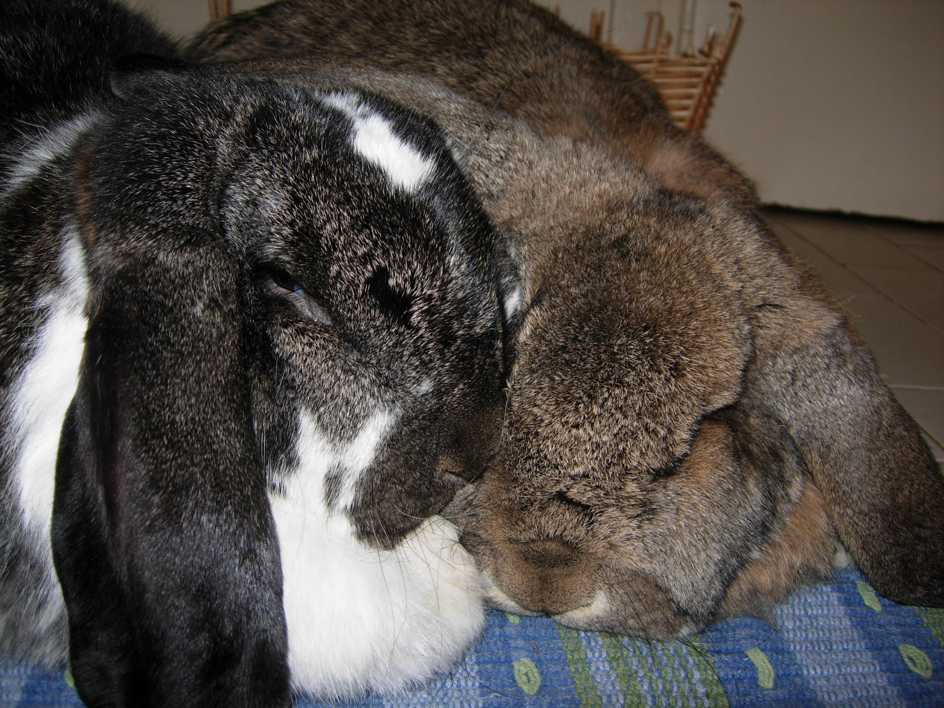 Comportement du lapin de compagnie