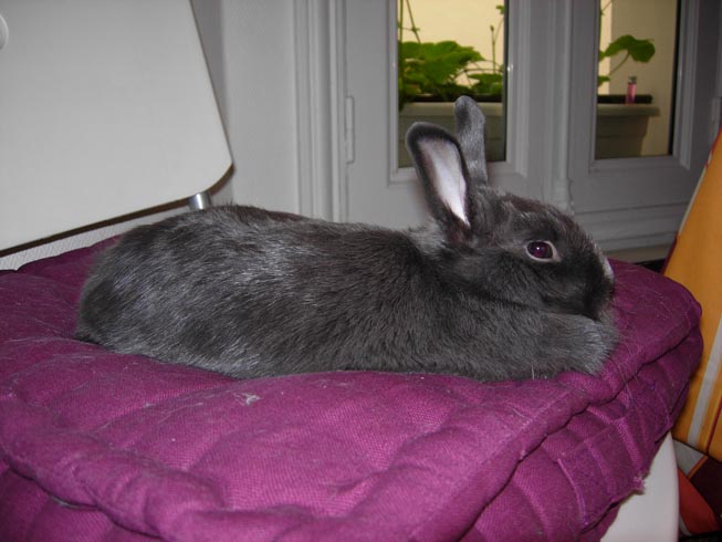 Le langage corporel du lapin (4) – Comportement du lapin de compagnie