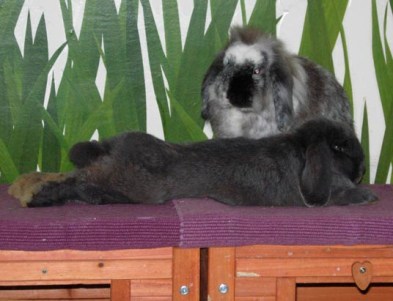 Le langage corporel du lapin (4) – Comportement du lapin de compagnie