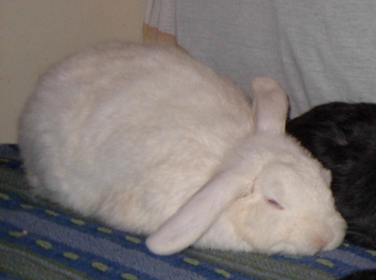 Le langage corporel du lapin (4) – Comportement du lapin de compagnie