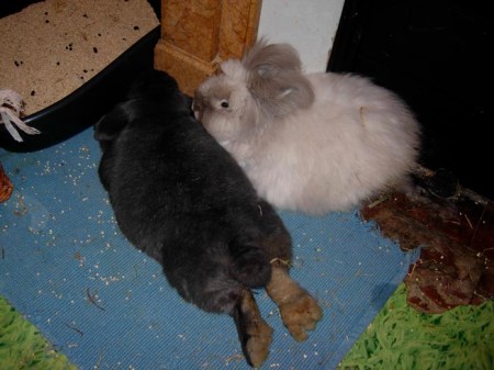 Le langage corporel du lapin (4) – Comportement du lapin de compagnie