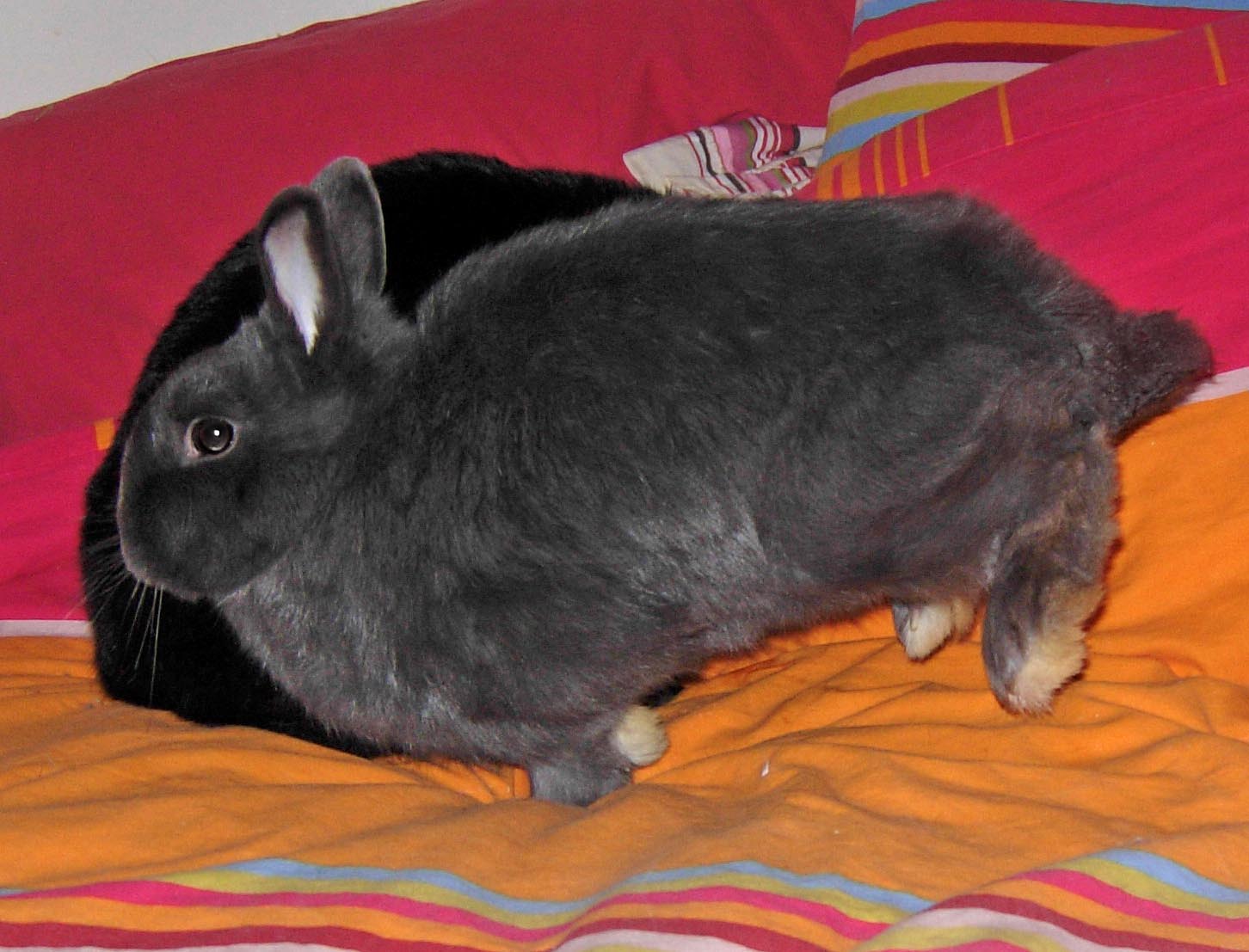 Le langage corporel du lapin (3) – Comportement du lapin de compagnie