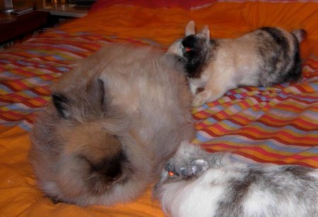 Le langage corporel du lapin (2) – Comportement du lapin de compagnie