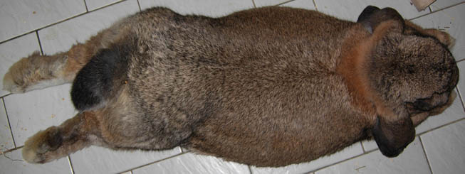 Le langage corporel du lapin (4) – Comportement du lapin de compagnie