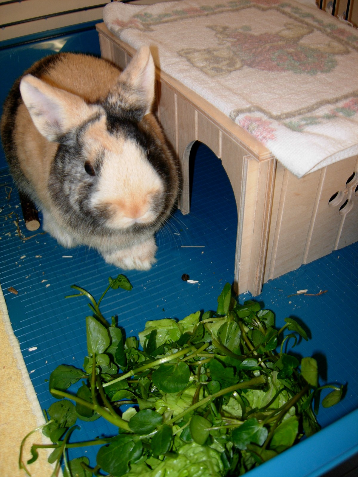 Les comportements agressifs du lapin – Comportement du lapin de compagnie