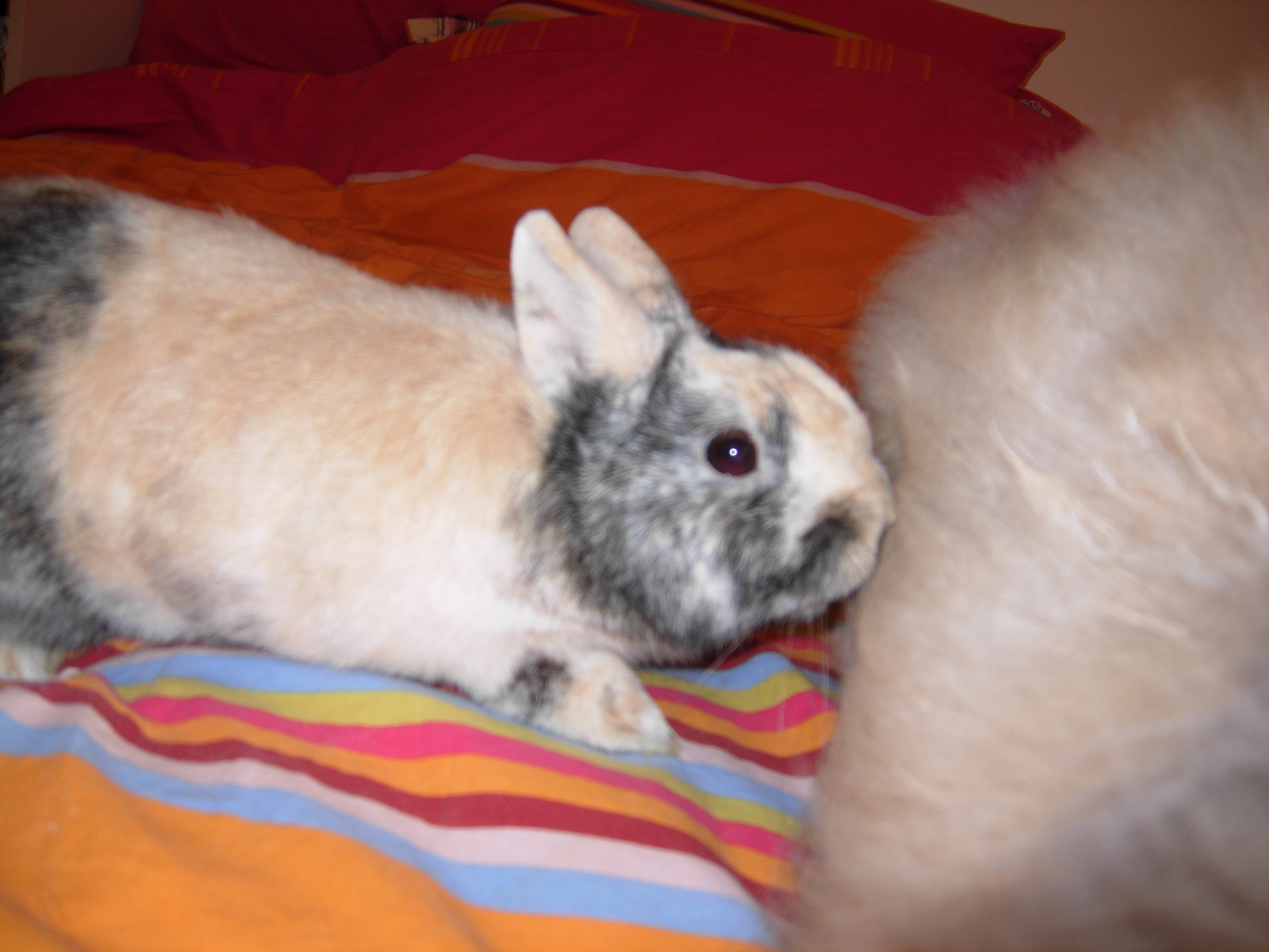 Les comportements agressifs du lapin – Comportement du lapin de compagnie