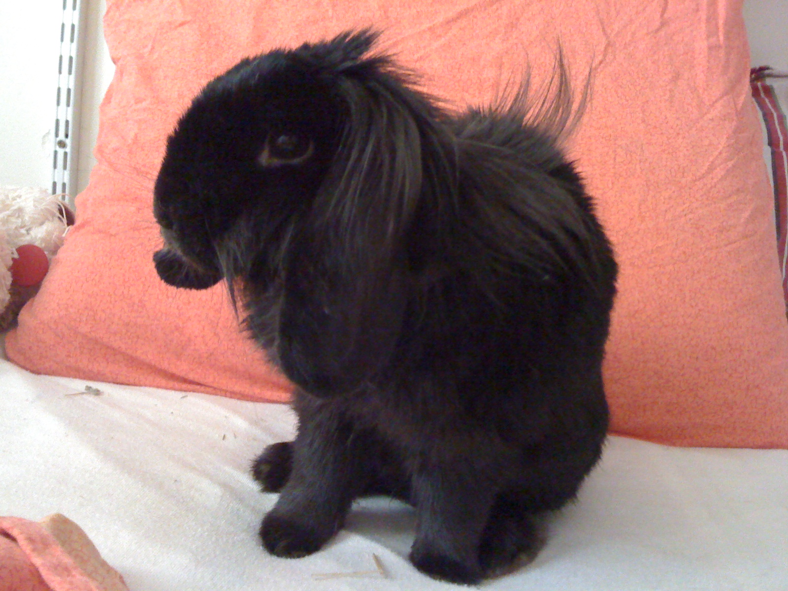 Les comportements agressifs du lapin – Comportement du lapin de compagnie