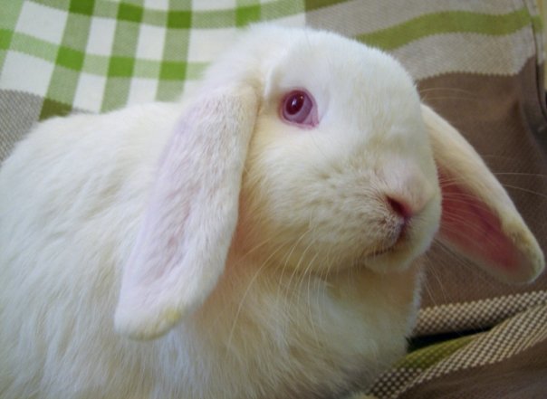 Les lapins aux yeux roses – Comportement du lapin de compagnie