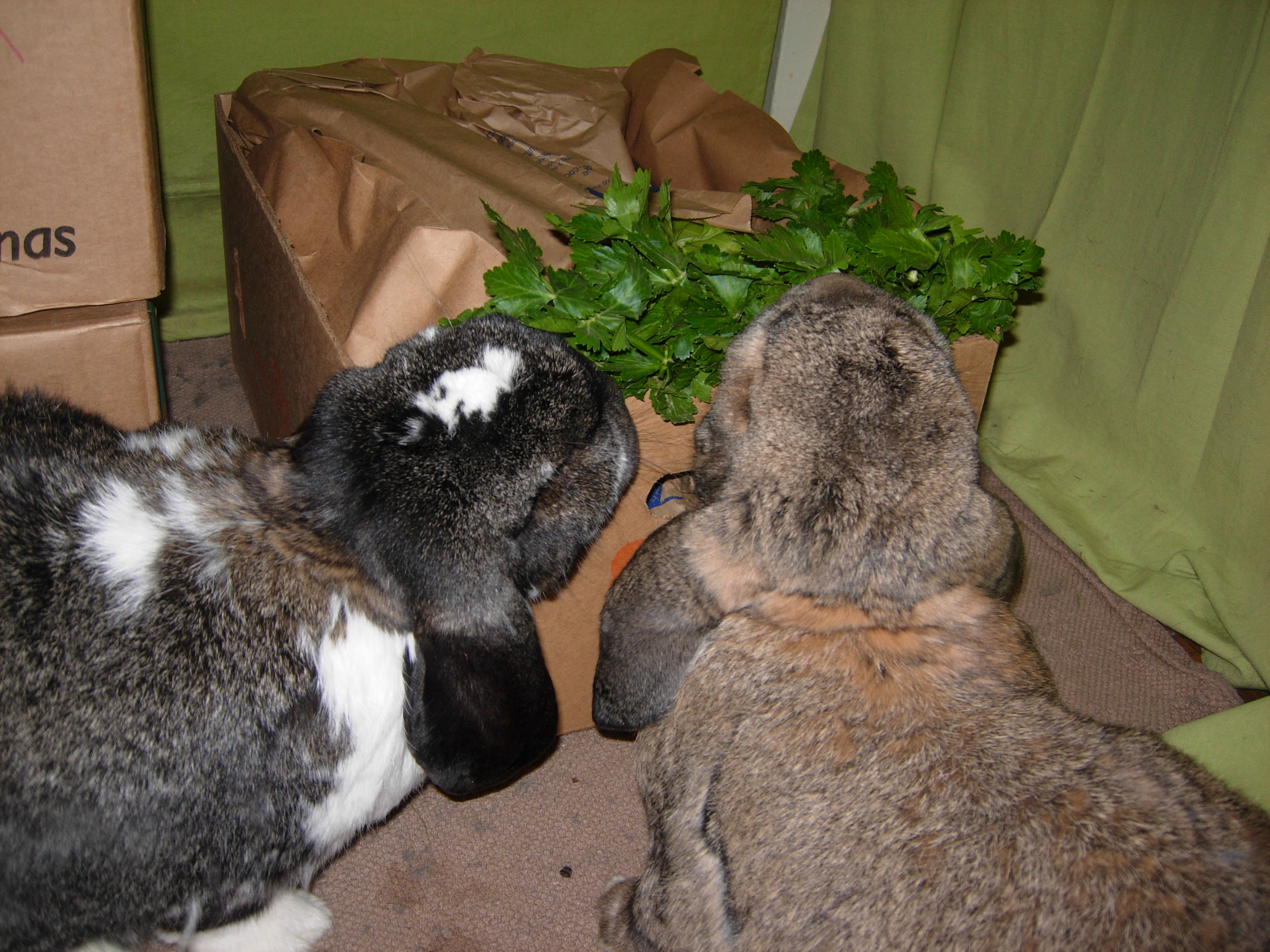 Comportement du lapin de compagnie