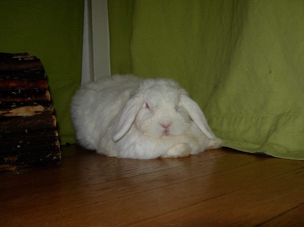 Le langage corporel du lapin (4) – Comportement du lapin de compagnie