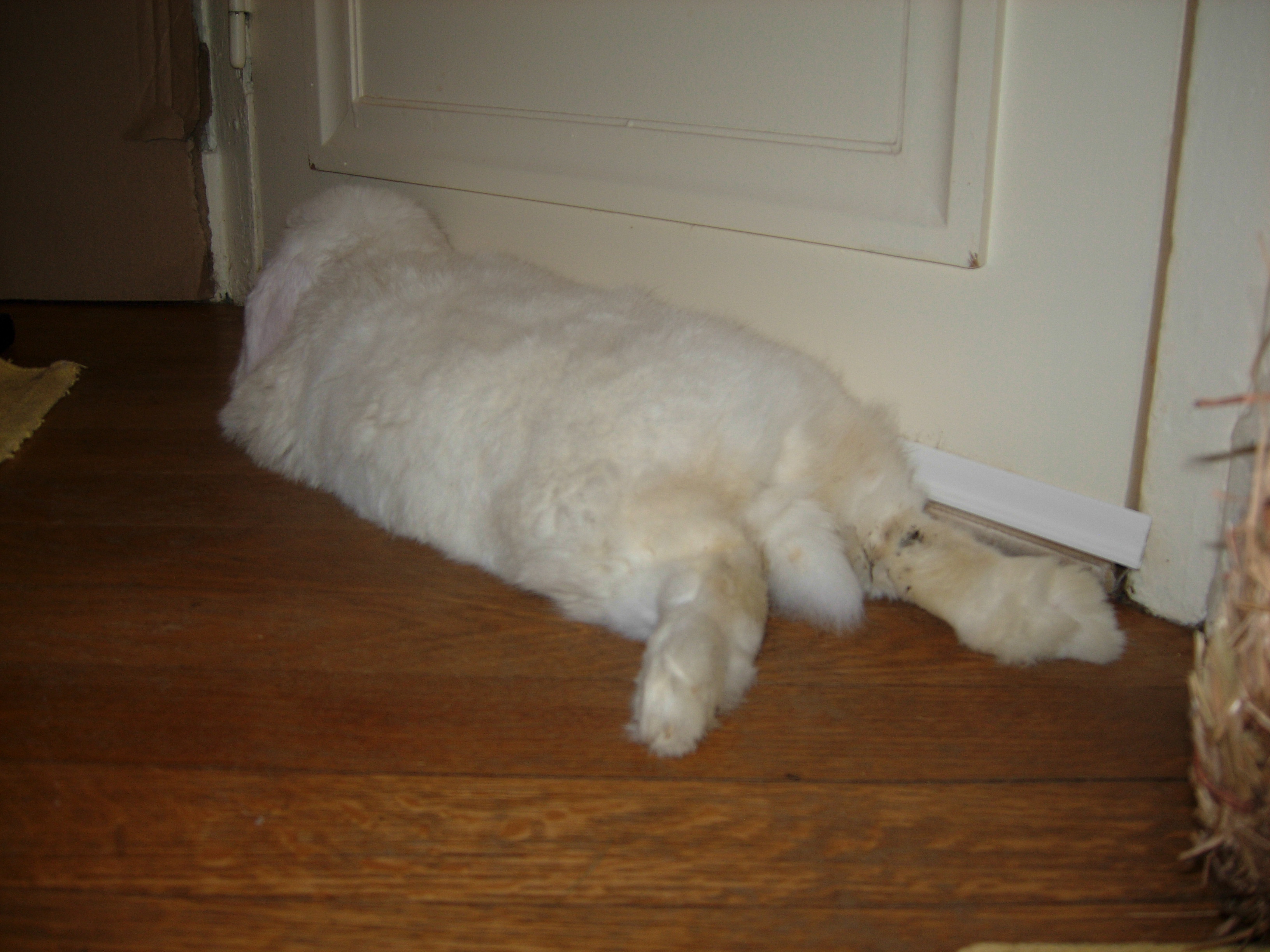 Le langage corporel du lapin (4) – Comportement du lapin de compagnie