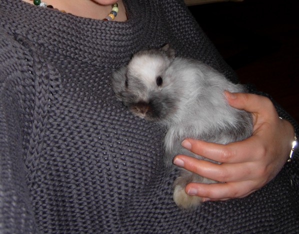 Comportement du lapin malade – Comportement du lapin de compagnie