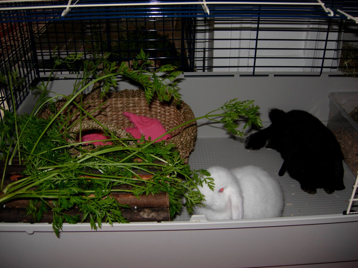 Habitat du lapin de compagnie – Comportement du lapin de compagnie