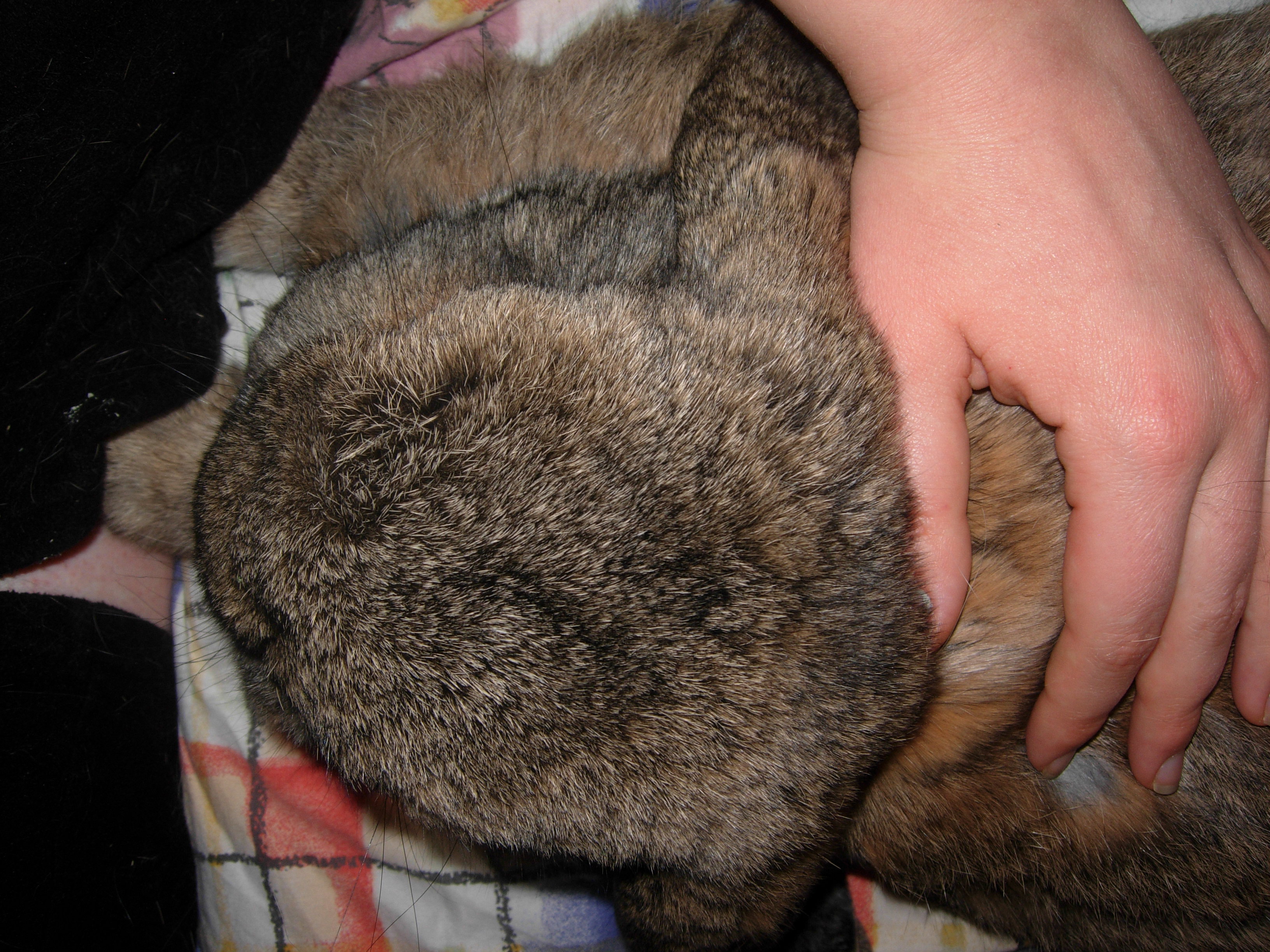 Caresser son lapin – Comportement du lapin de compagnie