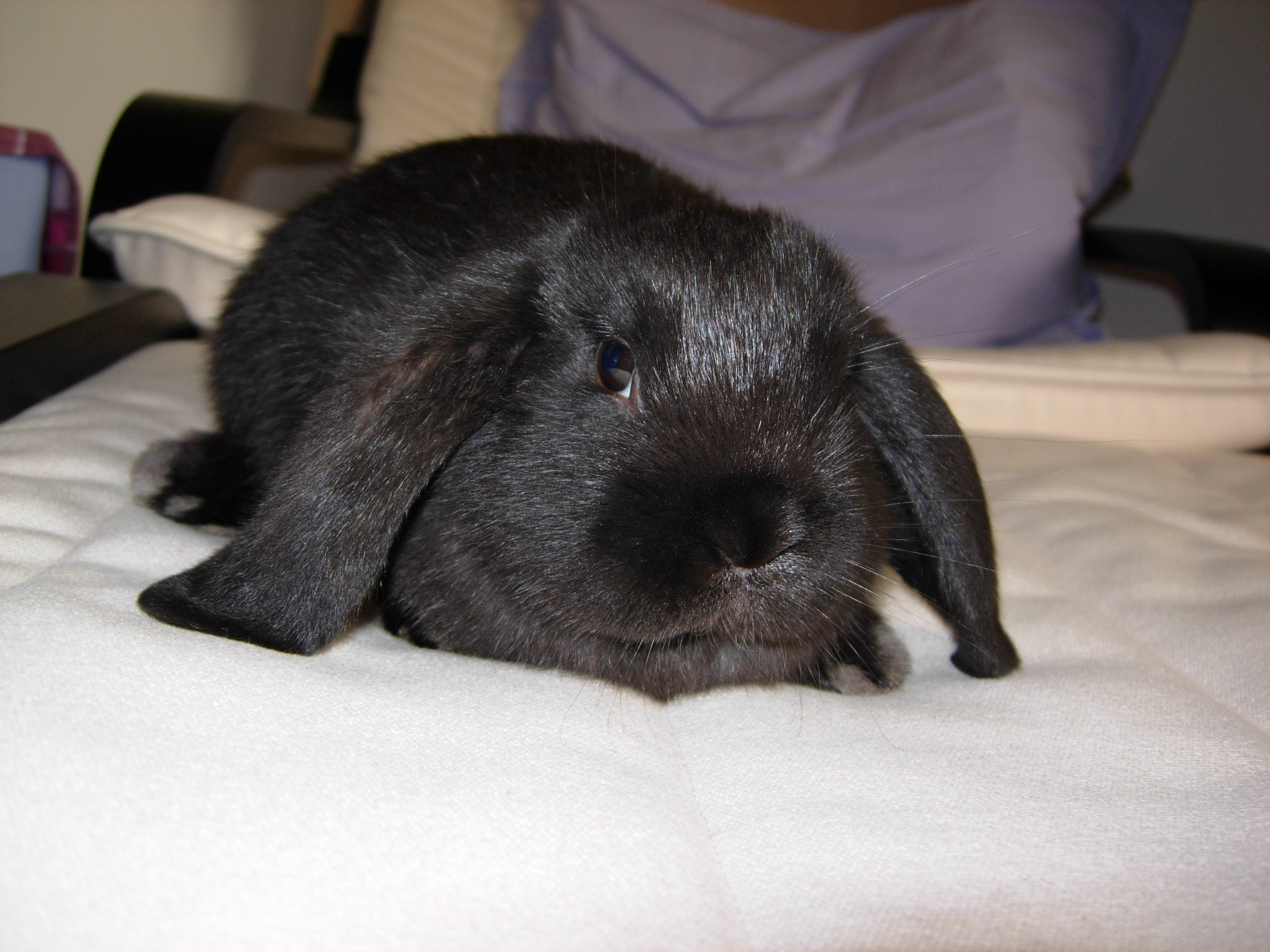 Comportement du lapin de compagnie