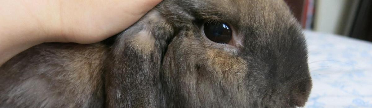 Comportement du lapin de compagnie